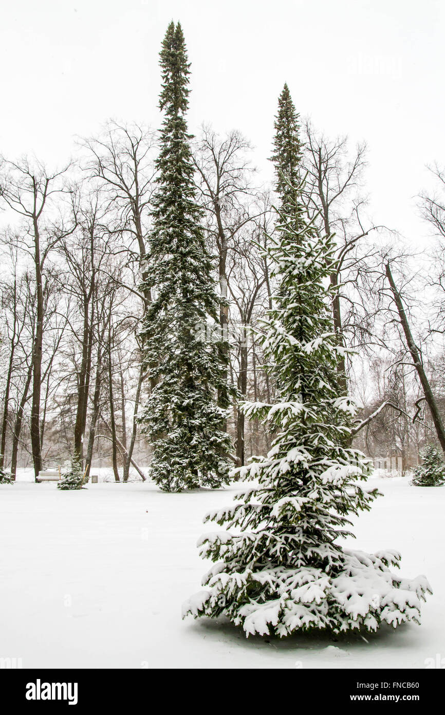 Evergreen fir tree hi-res stock photography and images - Alamy