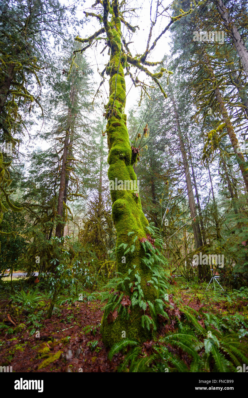 Tree ferns forest hi-res stock photography and images - Alamy