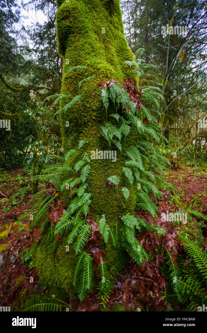 Tall tree ferns hi-res stock photography and images - Alamy