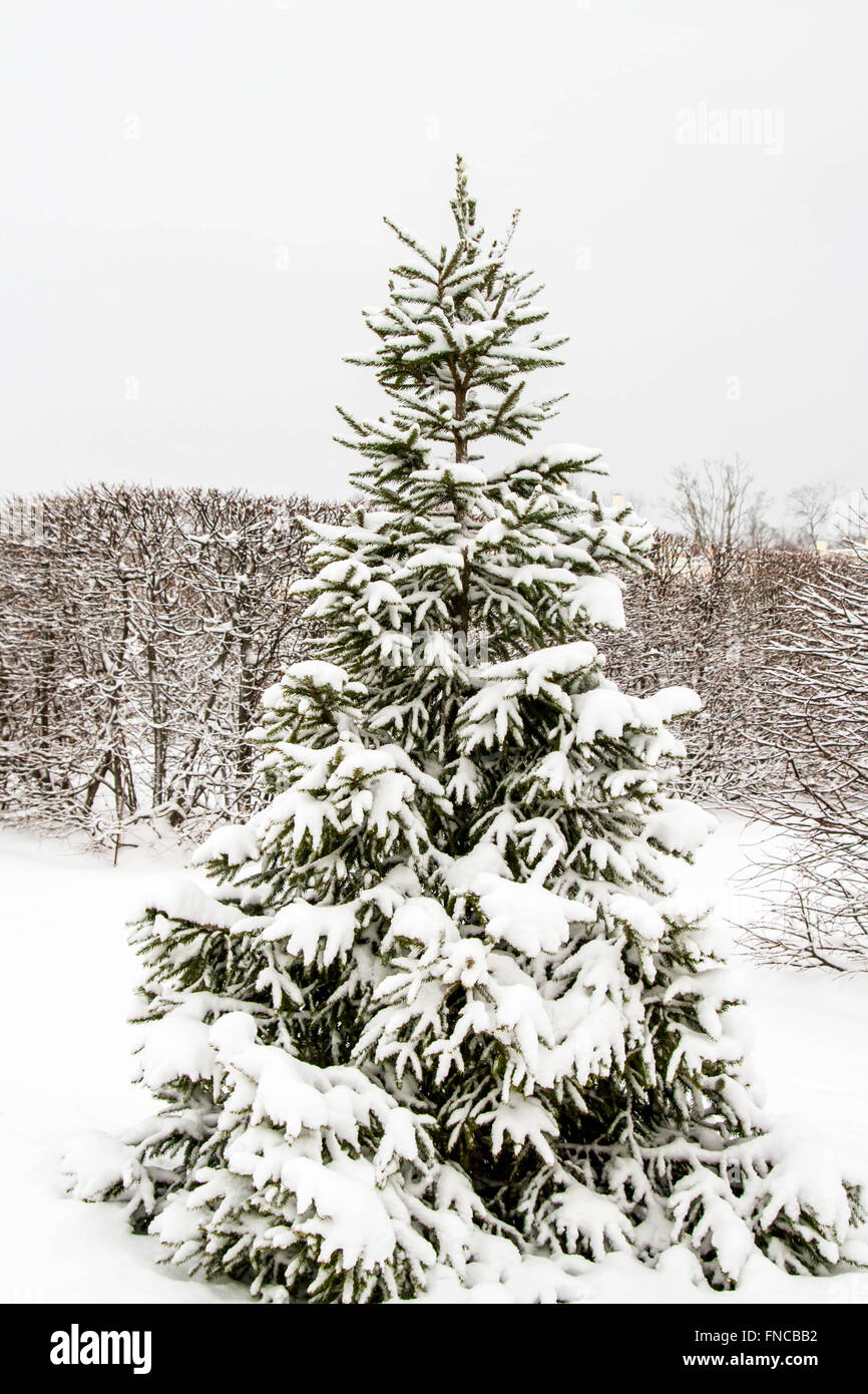 spruce in the snow in the Park Stock Photo - Alamy