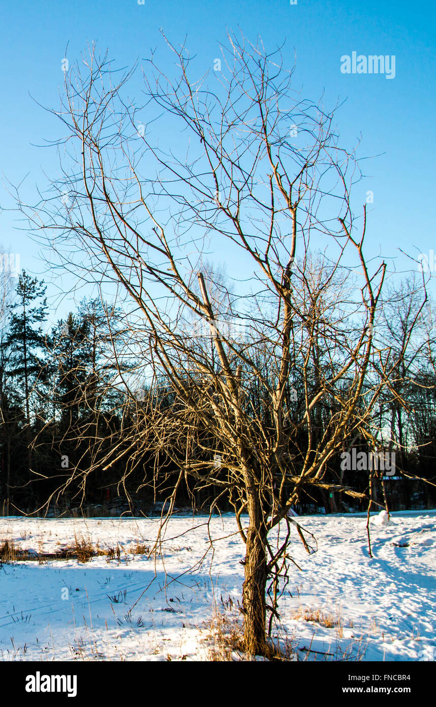 Tree branches in winter park hi-res stock photography and images - Alamy