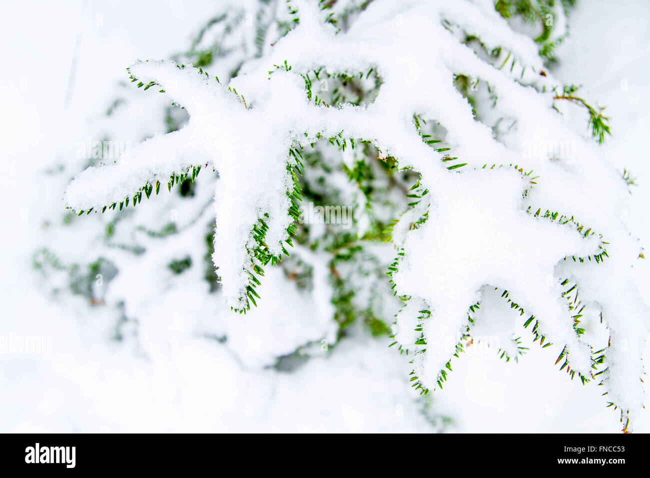 branches of the spruce in the snow Stock Photo - Alamy