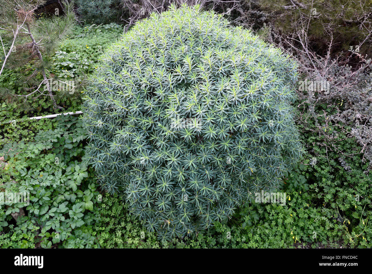 Euphorbia spurge tree hi-res stock photography and images - Alamy
