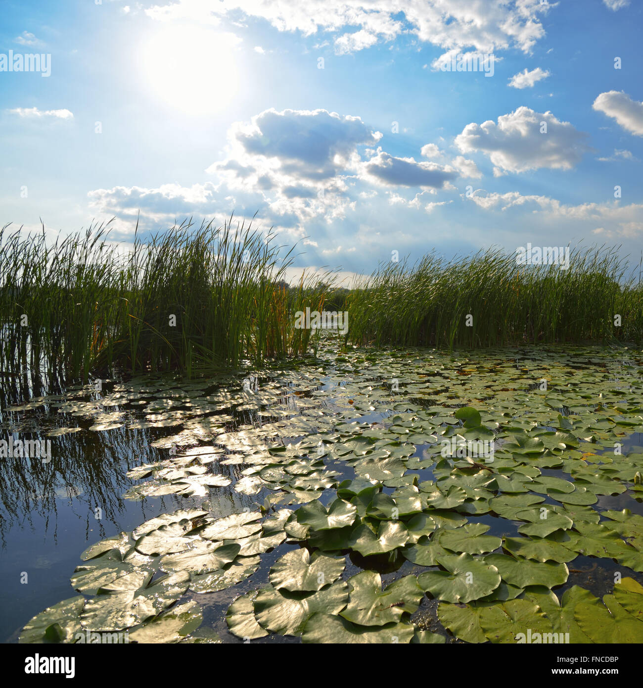 Beautiful pond with reeds and green lily pads at the morning Stock ...
