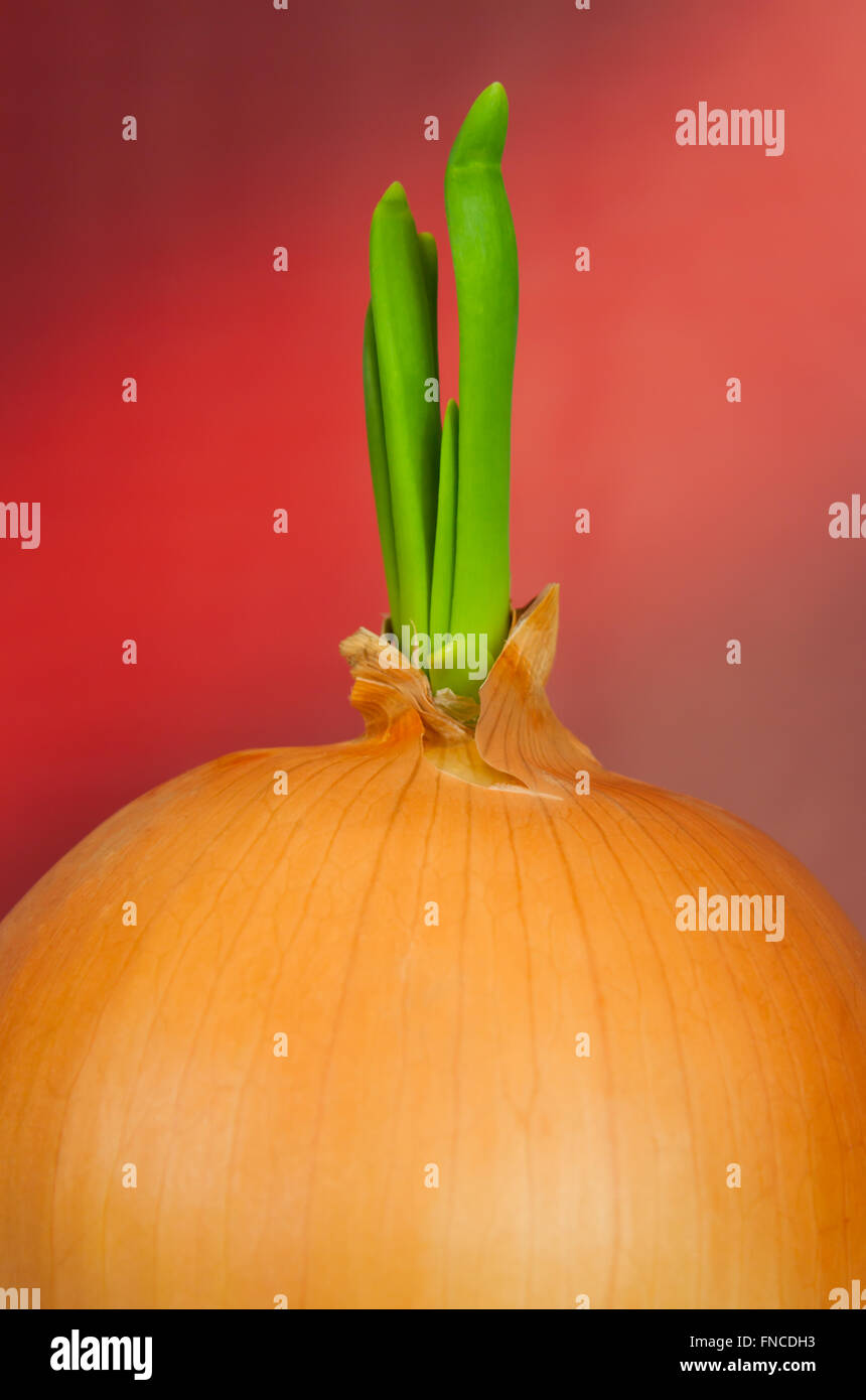fresh onion close-up Stock Photo - Alamy