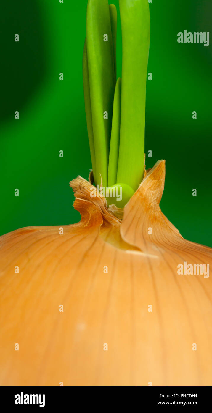 fresh onion close-up Stock Photo - Alamy