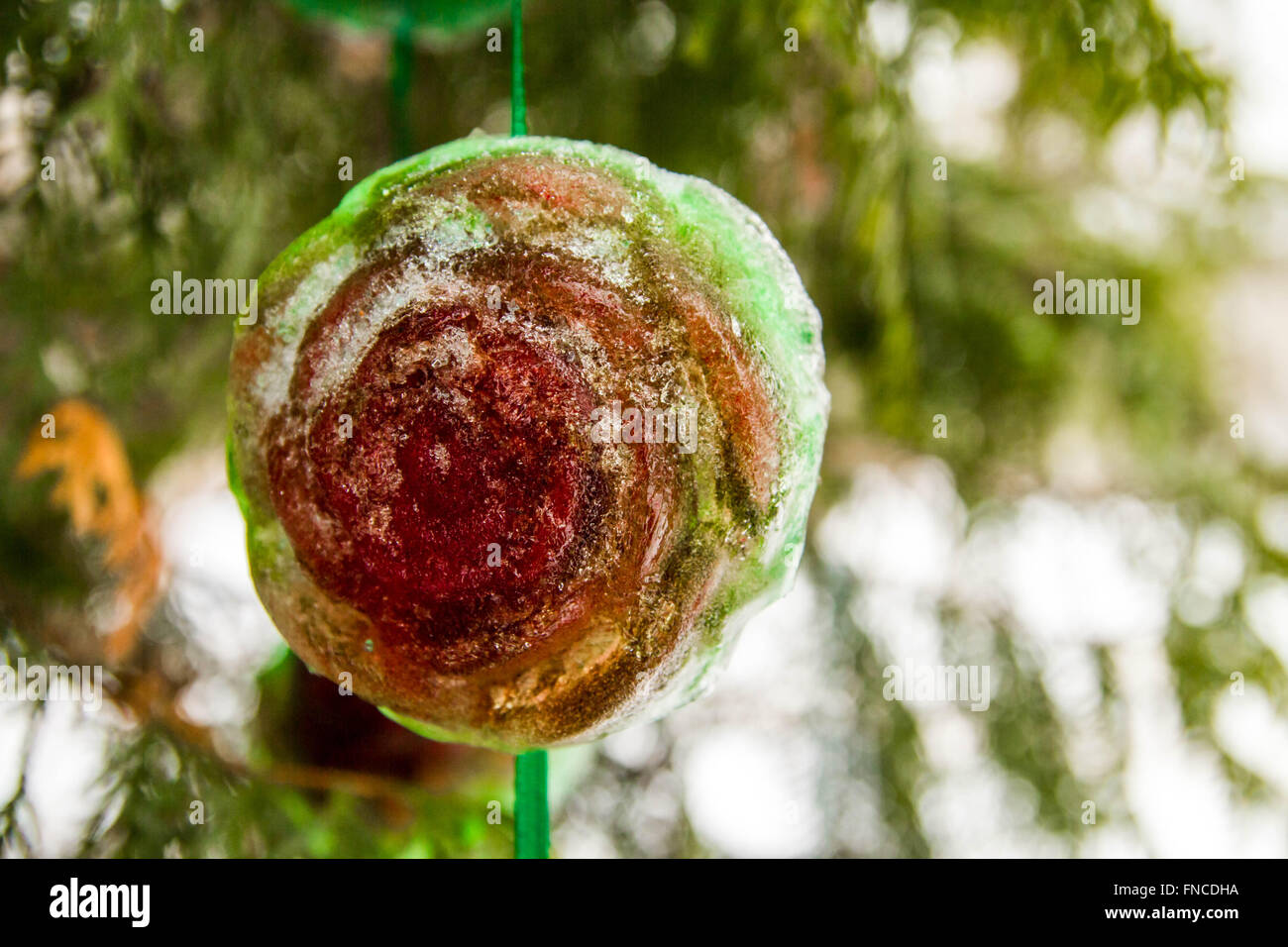 Christmas flower decorations hi-res stock photography and images - Alamy