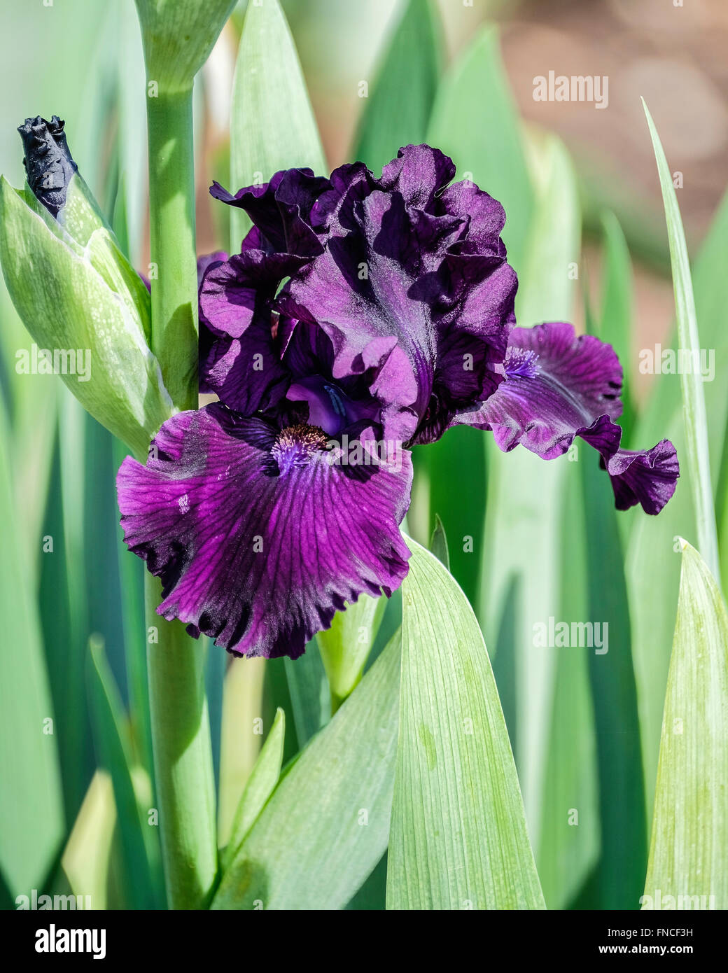 Closeup of a purple Bearded Iris flower. Oklahoma, USA Stock Photo - Alamy