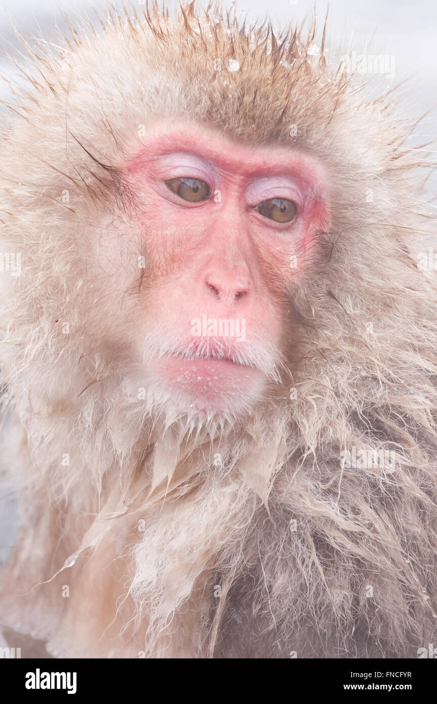 Japan snow monkey youngster playing hi-res stock photography and images ...
