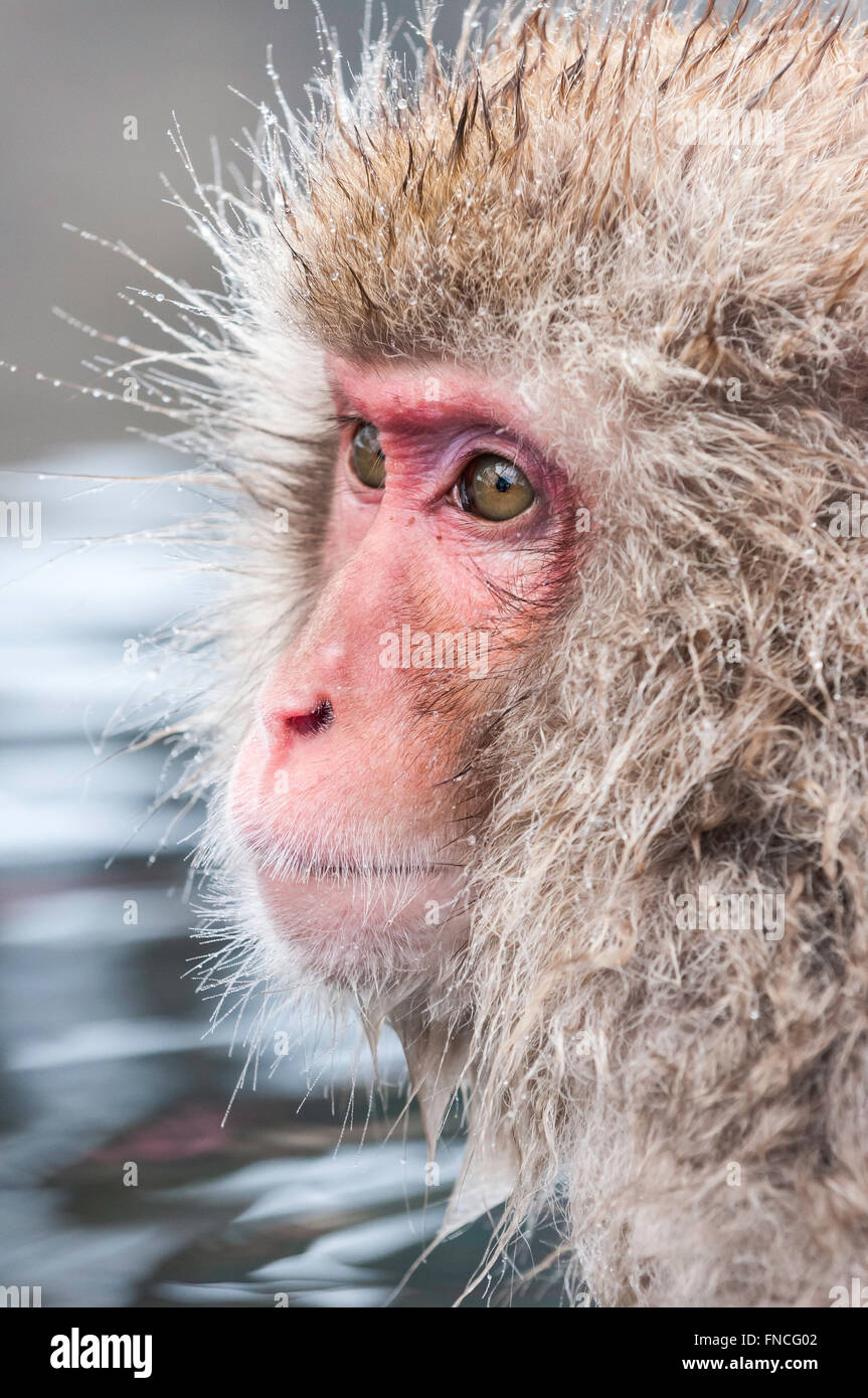 Japanese macaque, snow monkey, Macaca fuscata, in hot springs ...