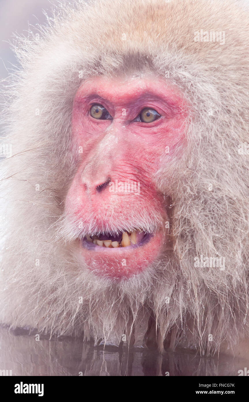 Japanese macaque, snow monkey, Macaca fuscata, in hot springs ...