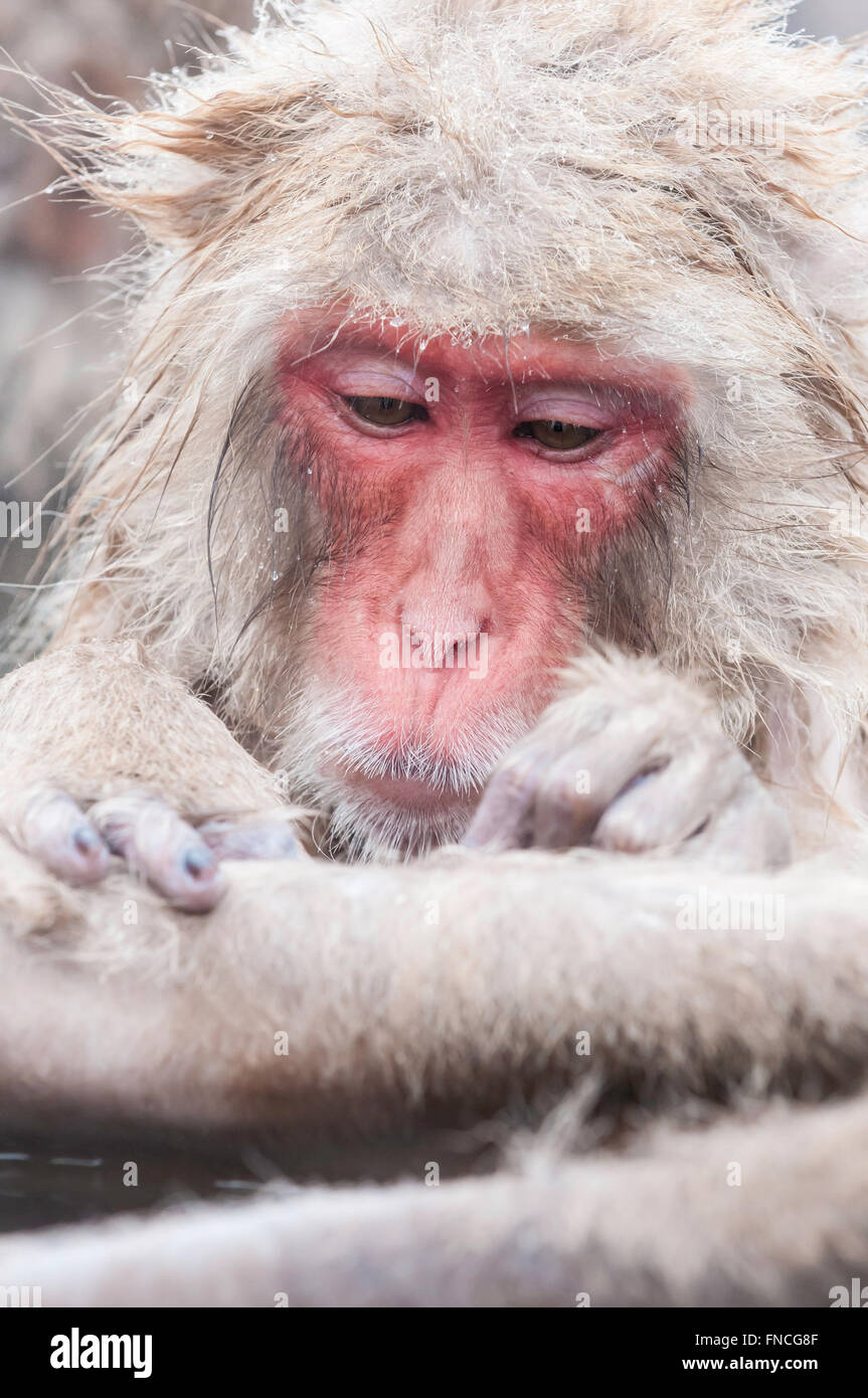 Japanese macaque, snow monkey, Macaca fuscata, in hot springs ...