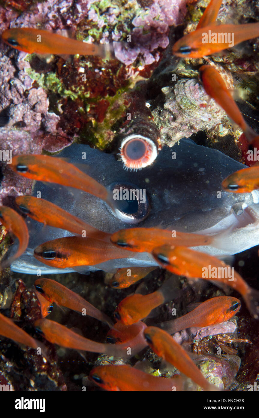 Sea eel fish hi-res stock photography and images - Alamy