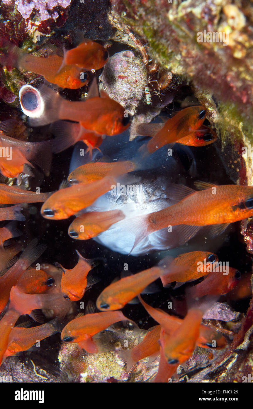Conger eel underwater hi-res stock photography and images - Alamy