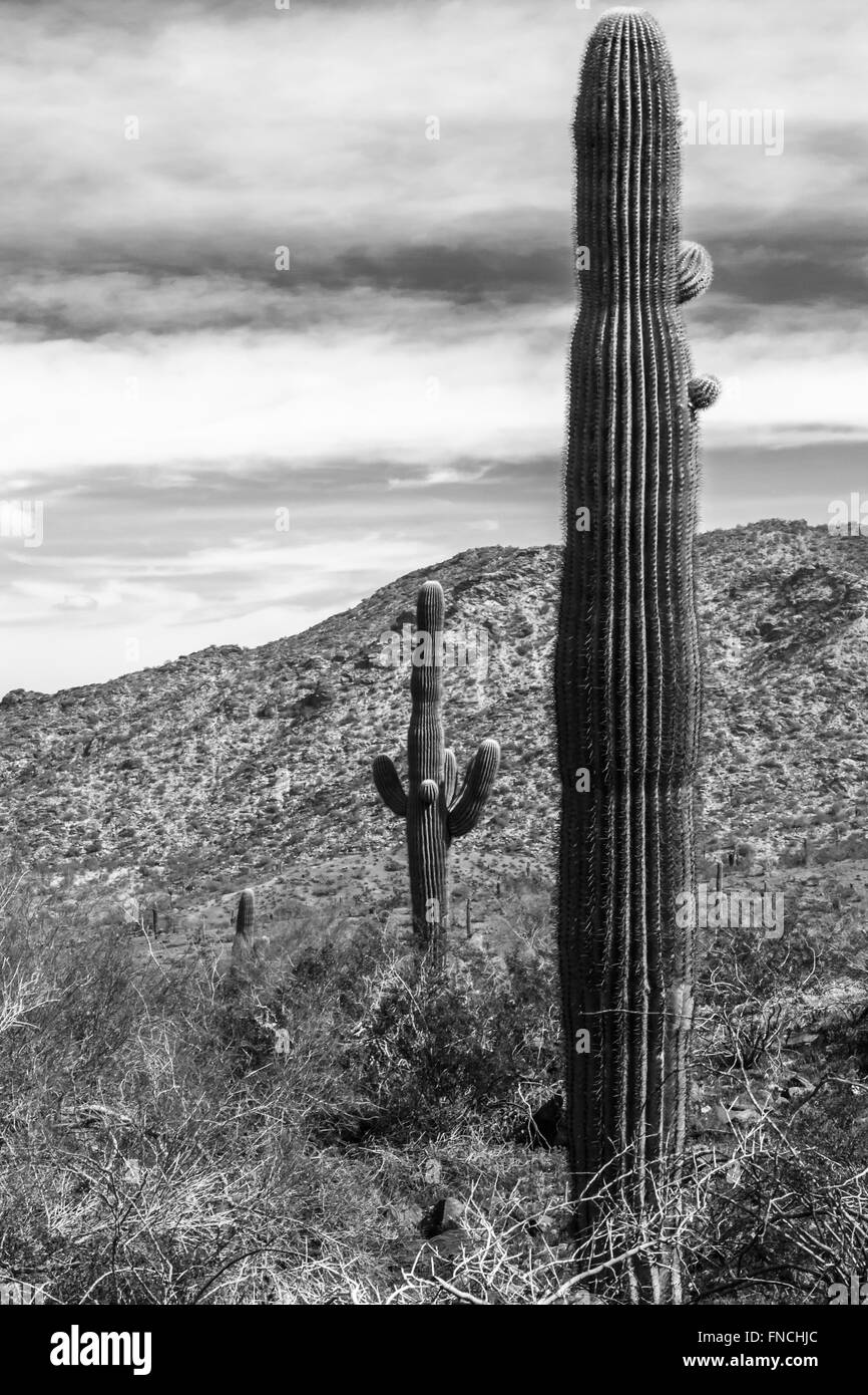Native plant usa Black and White Stock Photos & Images - Alamy