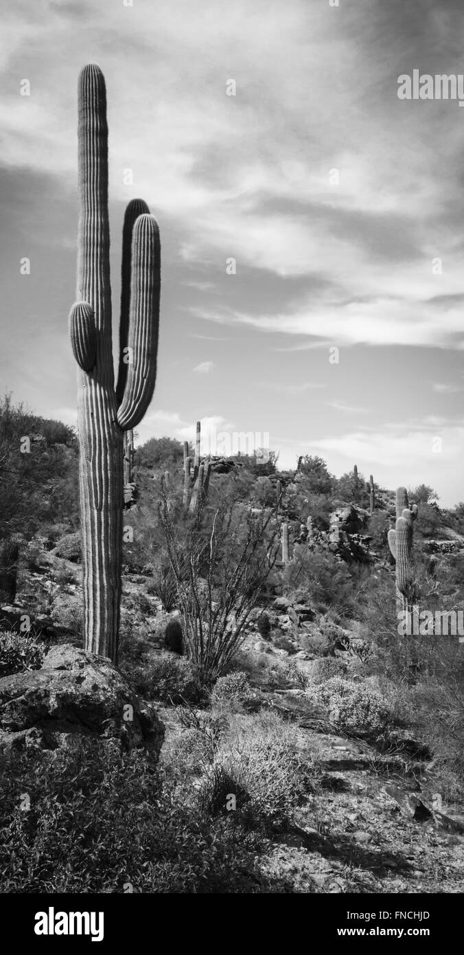 Native desert cactus in Phoenix Arizona Stock Photo - Alamy