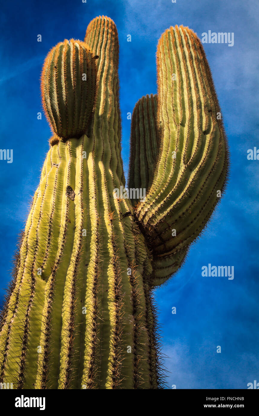 Native desert cactus in Phoenix Arizona Stock Photo - Alamy