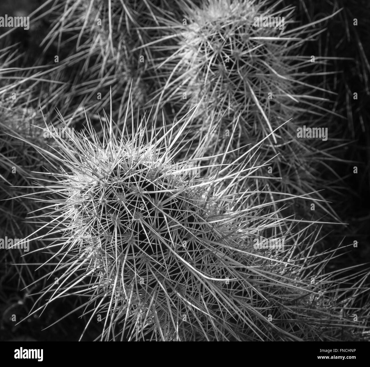 Saguaro cactus sunset sonoran desert Black and White Stock Photos ...