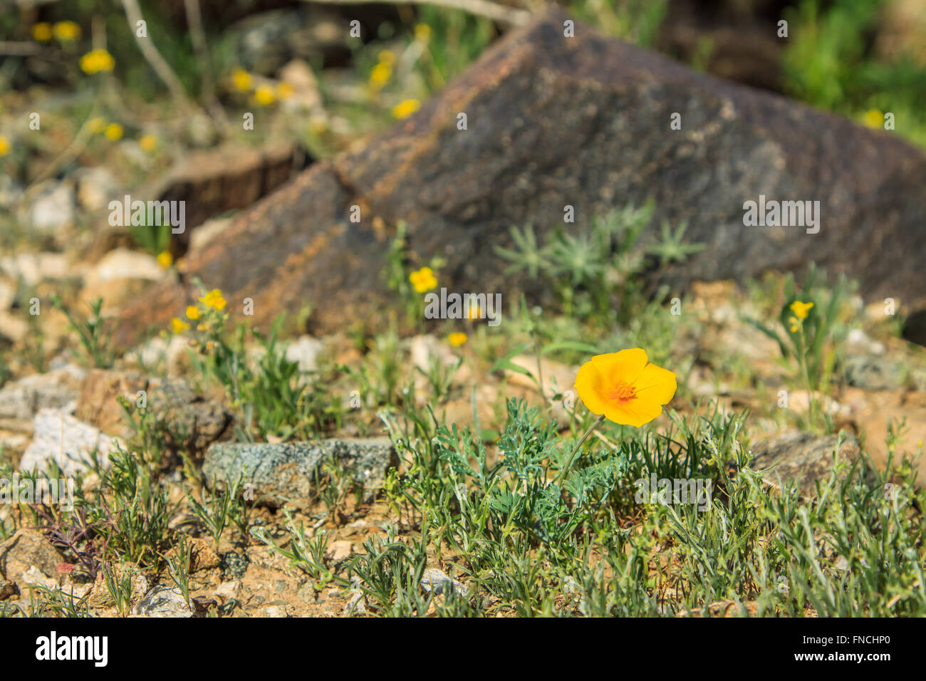 American desert landscape Stock Photo - Alamy