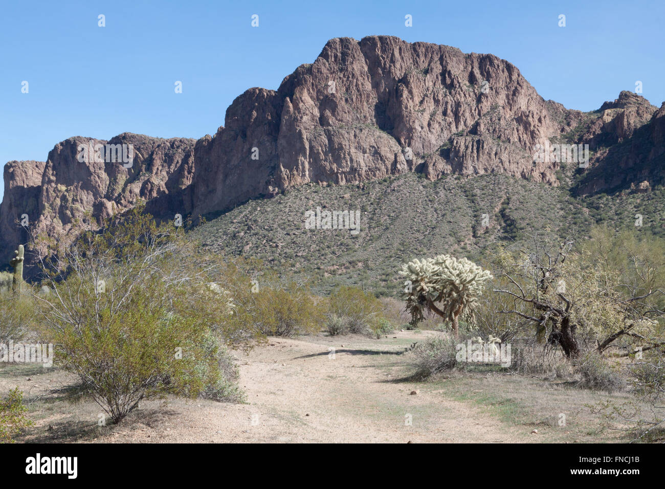 American desert hi-res stock photography and images - Alamy