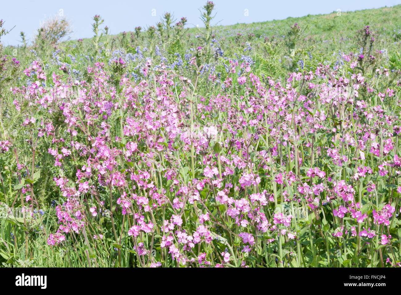 Cliffs covered with wild flowers hi-res stock photography and images ...