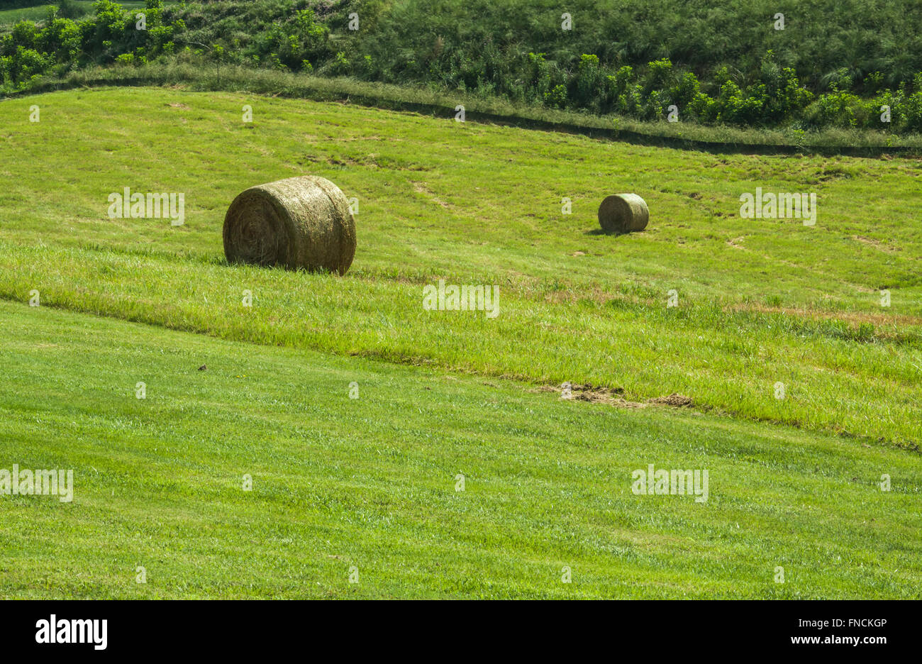 Green hay straw texture hi-res stock photography and images - Alamy