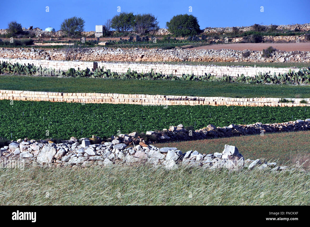 Maltese agriculture hi-res stock photography and images - Alamy