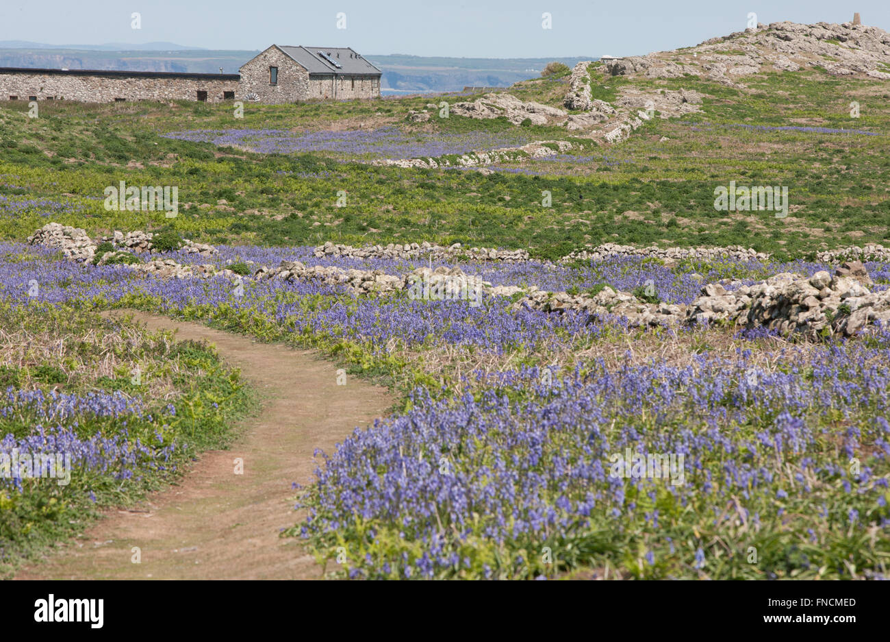 Cliffs covered with wild flowers hi-res stock photography and images ...