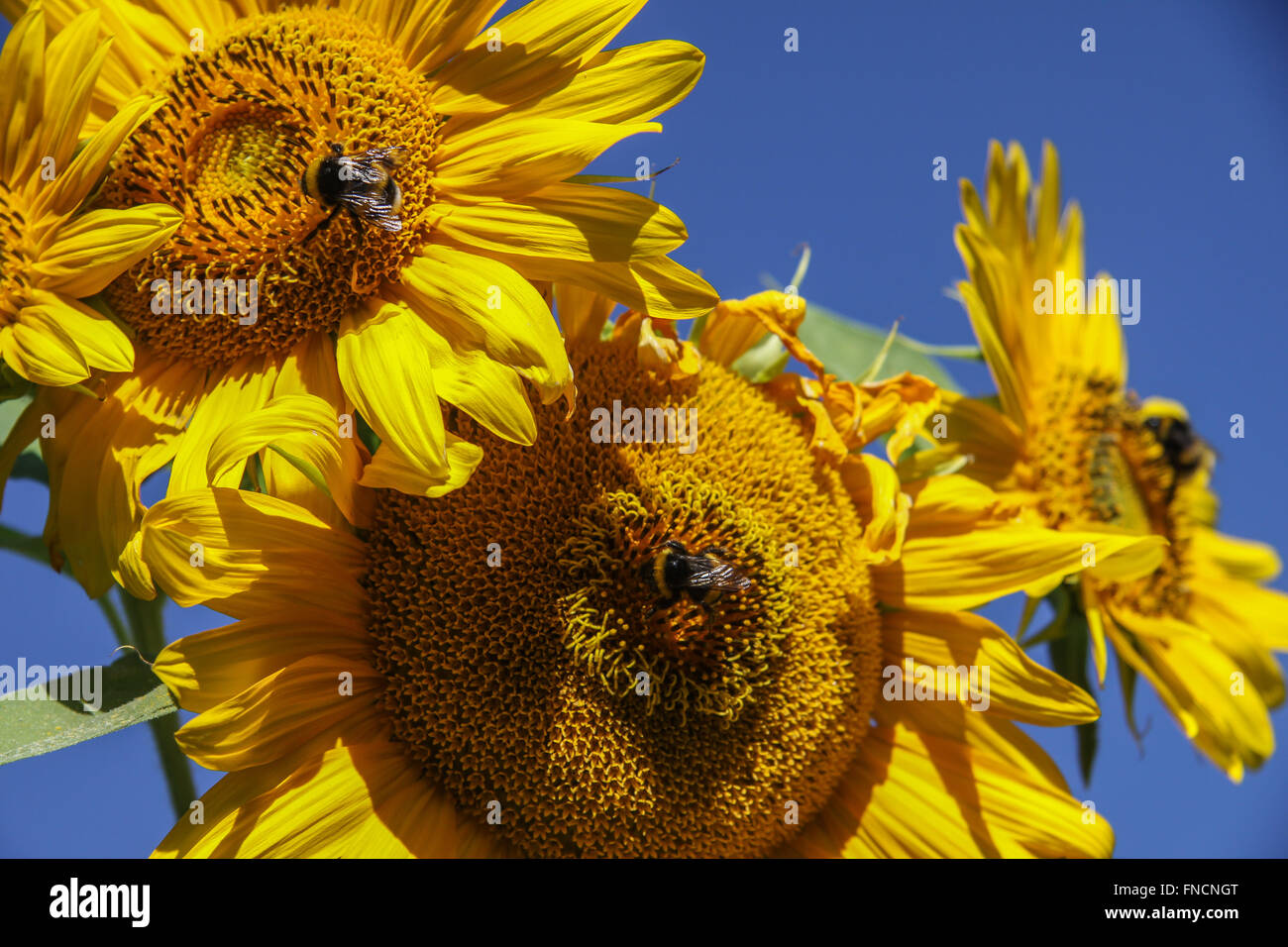 Bee having lunch hi-res stock photography and images - Alamy