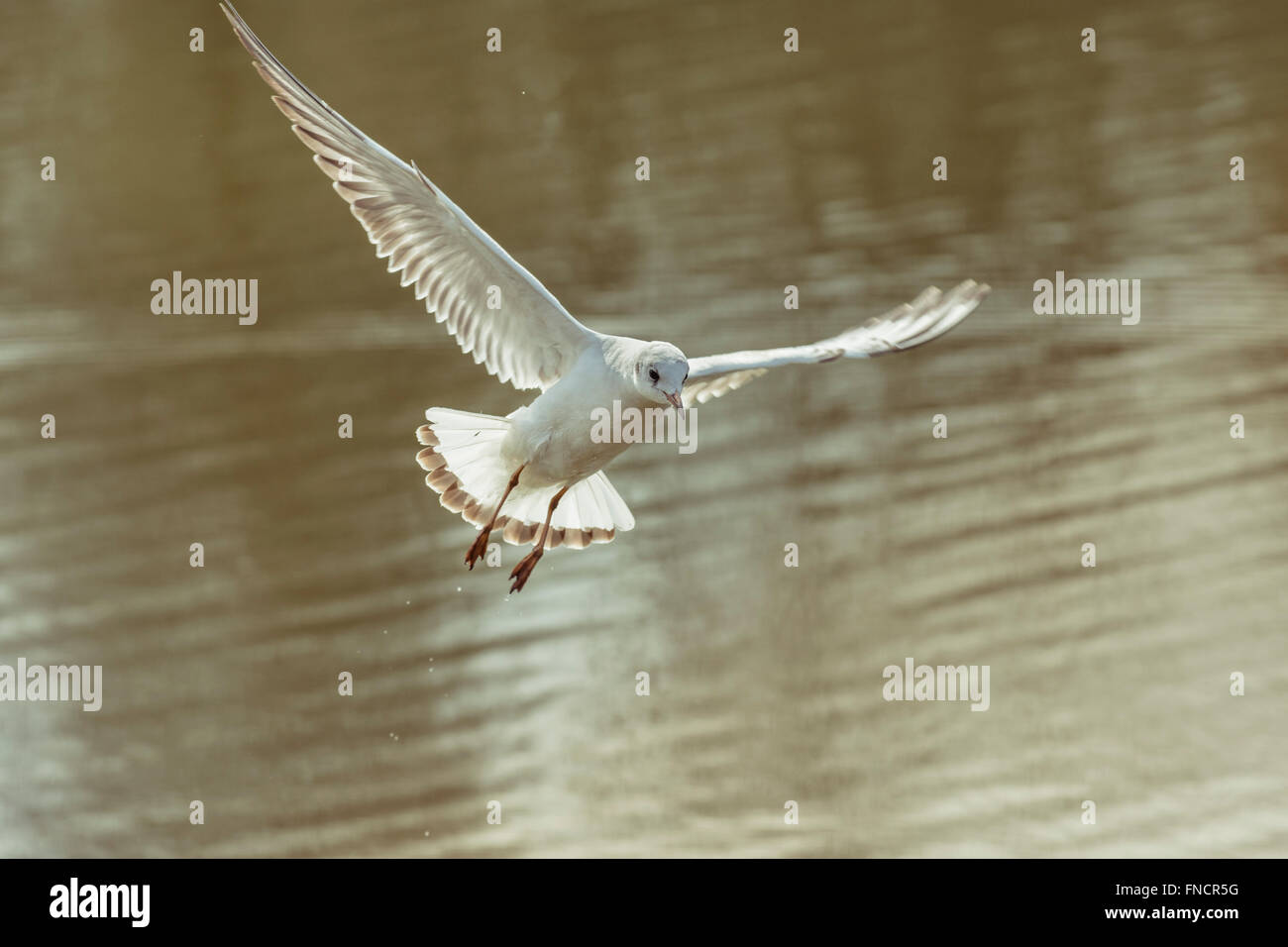 Elegant open wings bird hi-res stock photography and images - Alamy