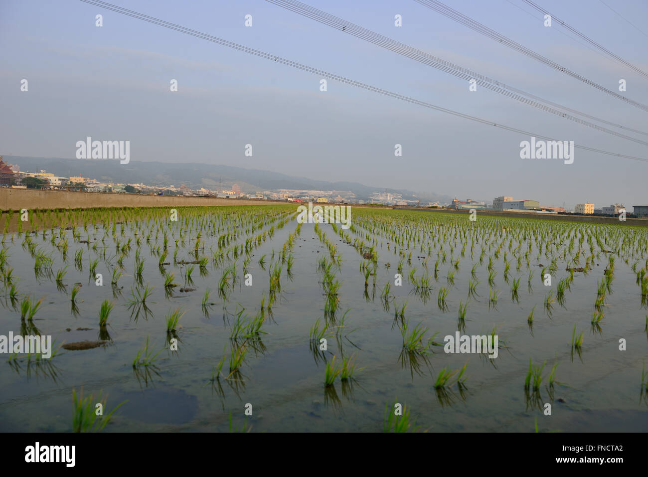 Rice paddy action hi-res stock photography and images - Alamy