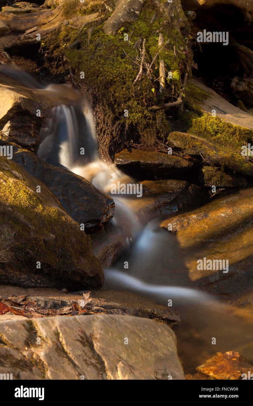 Slow water around tree roots Stock Photo - Alamy
