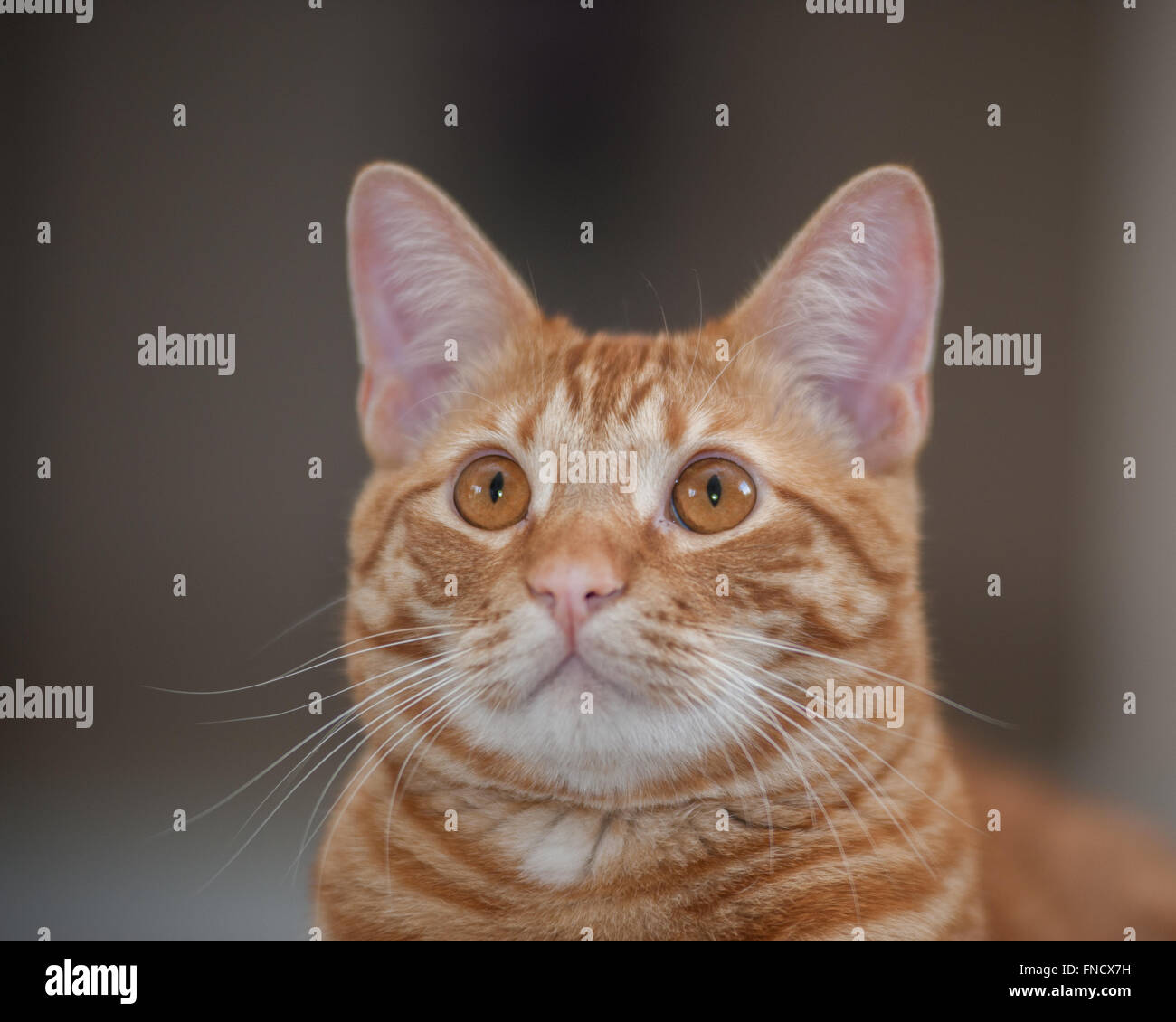 Orange striped cat face looking straight up Stock Photo - Alamy