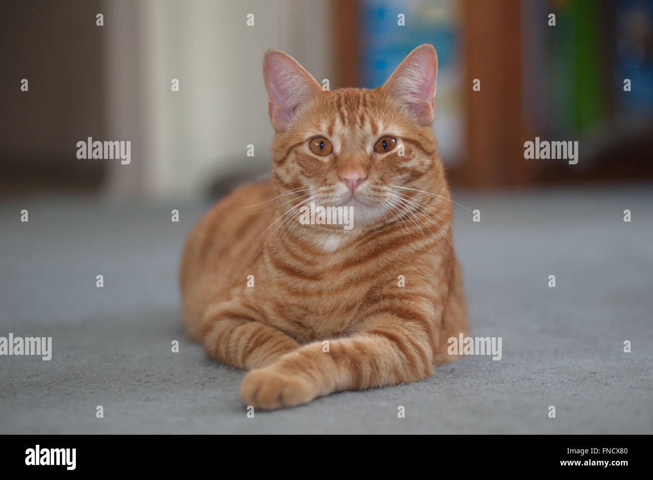 Orange striped cat lying with one leg out looking straight ahead Stock ...