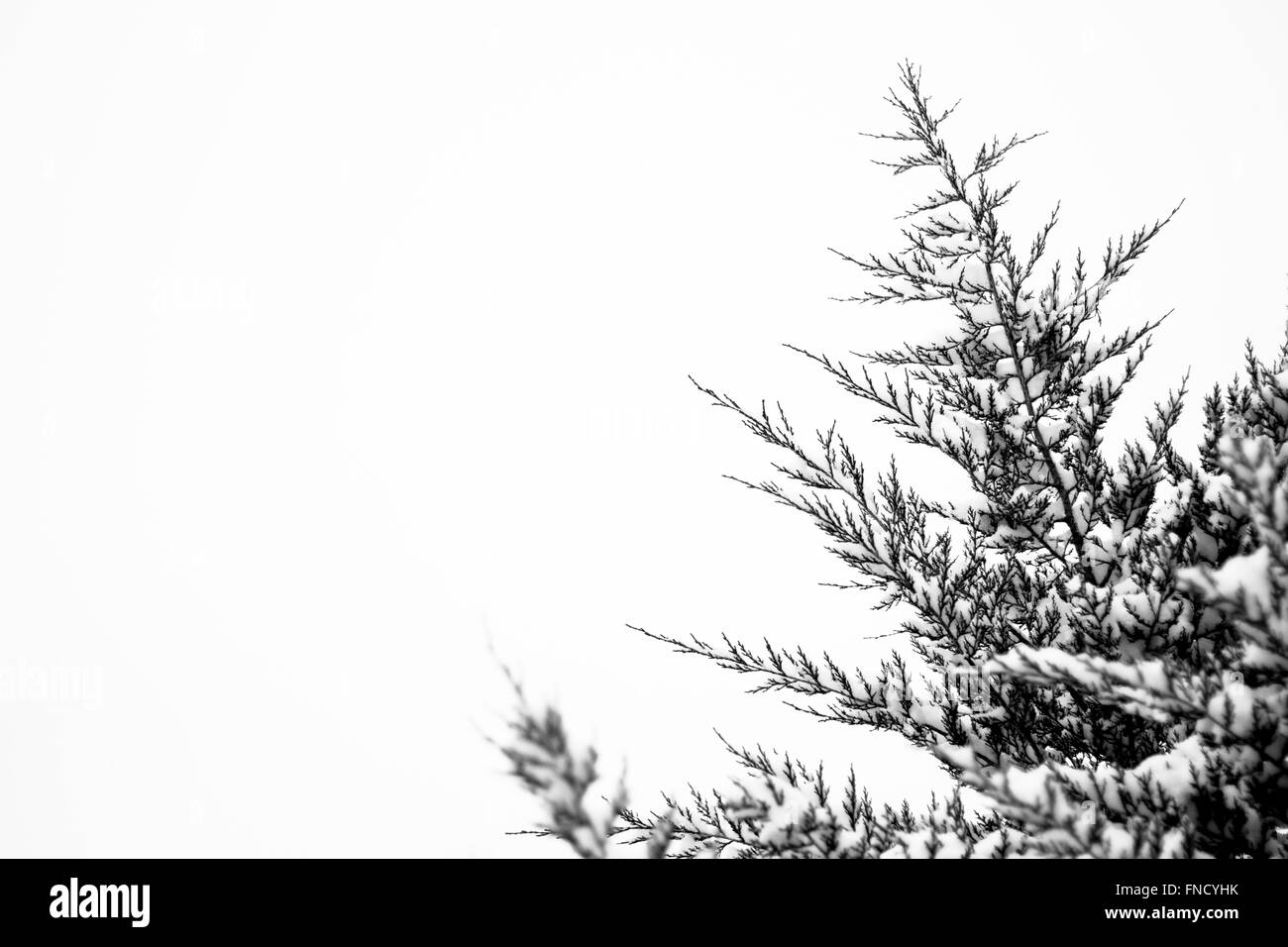 Black and white snow covered tree hi-res stock photography and images ...