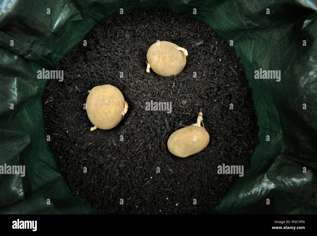 Planting seed potatoes in a growing bag container of compost for space ...