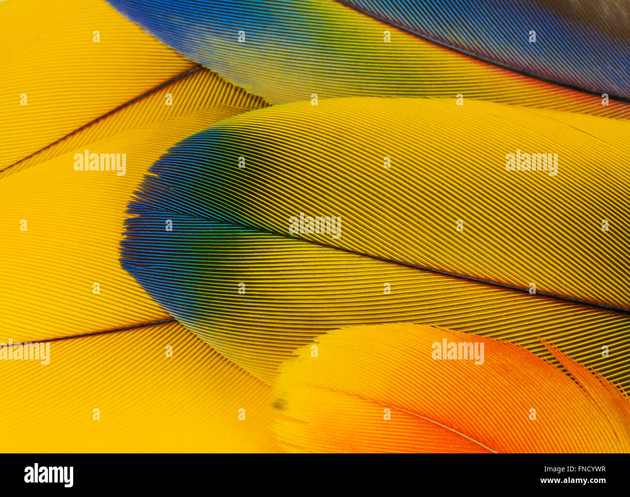 blue and gold macaw parrot feathers Stock Photo - Alamy