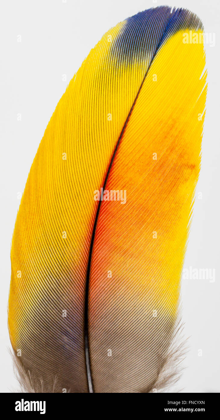 Macaw feathers macro hi-res stock photography and images - Alamy