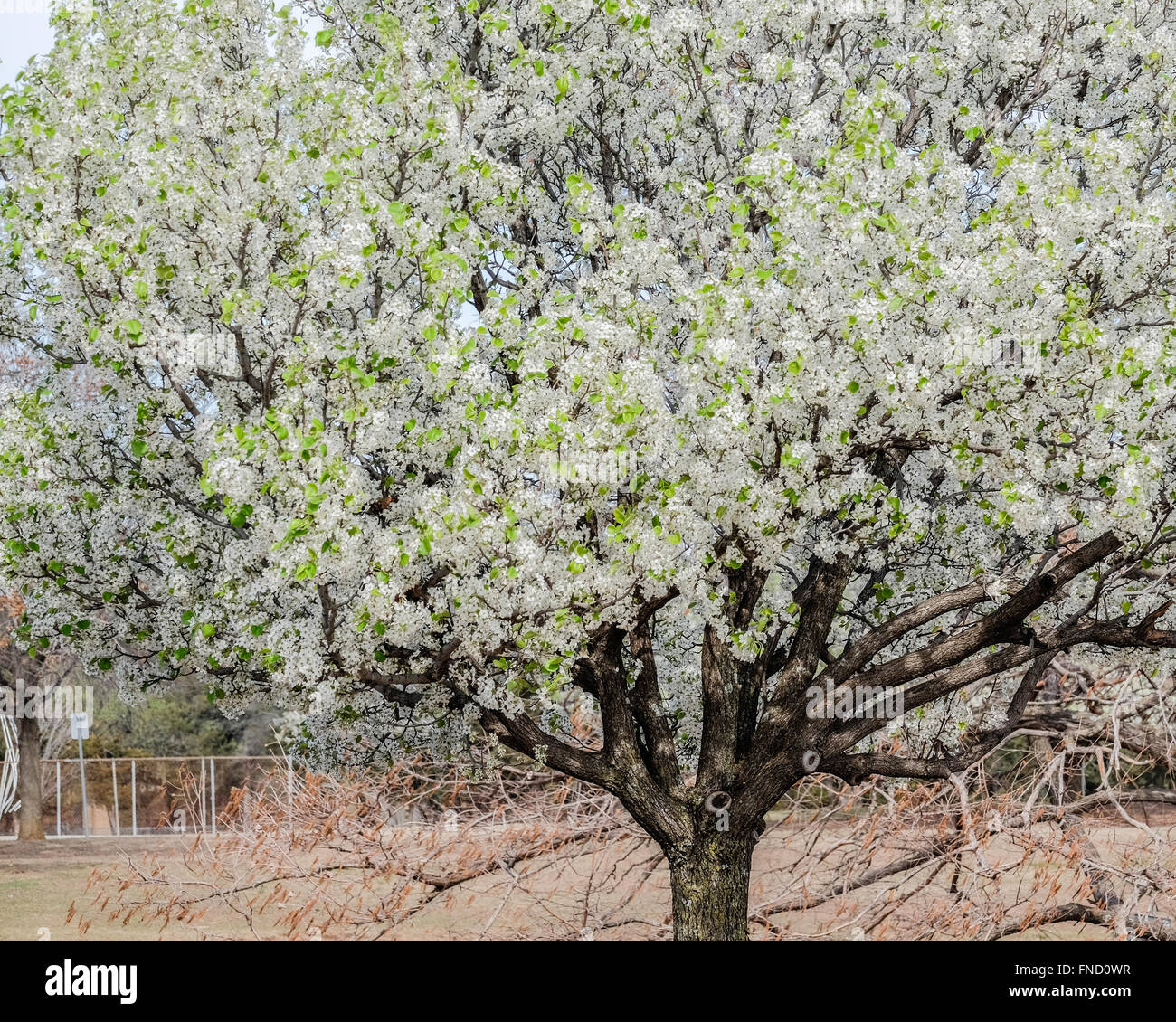 A Bradford Pear tree,Pyrus calleryana, in bloom Stock Photo - Alamy