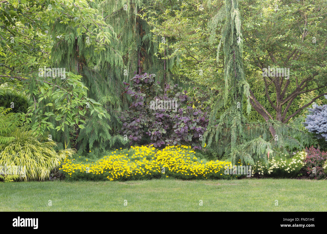 A happy group of bright yellow coreopsis is center stage in this ...