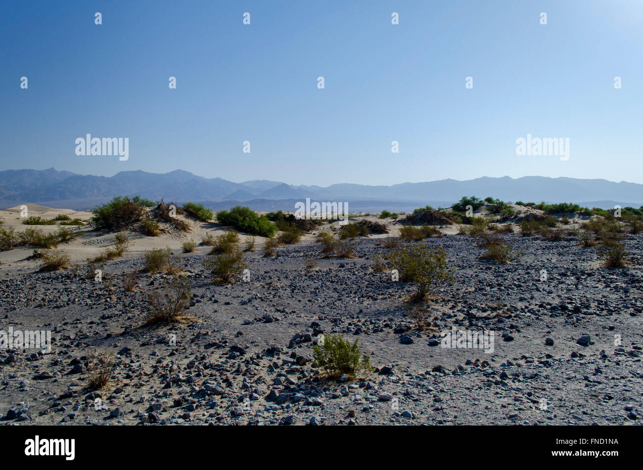 Sandy desert landscape in afternoon sun with green vegetation growing ...