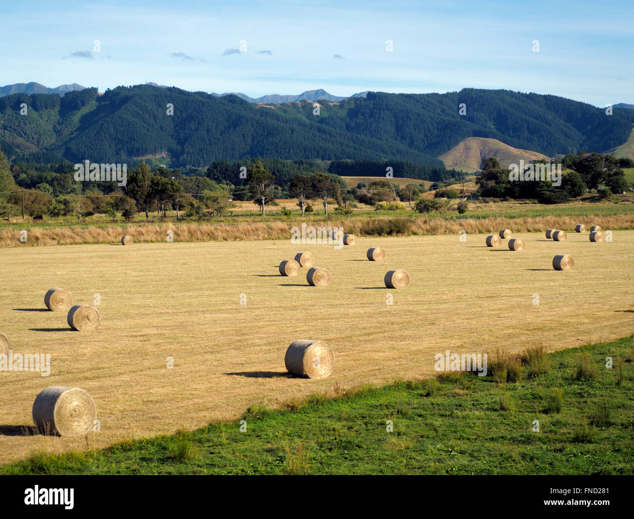 Hay field in New Zealand. View from inside the open coach of Northern ...