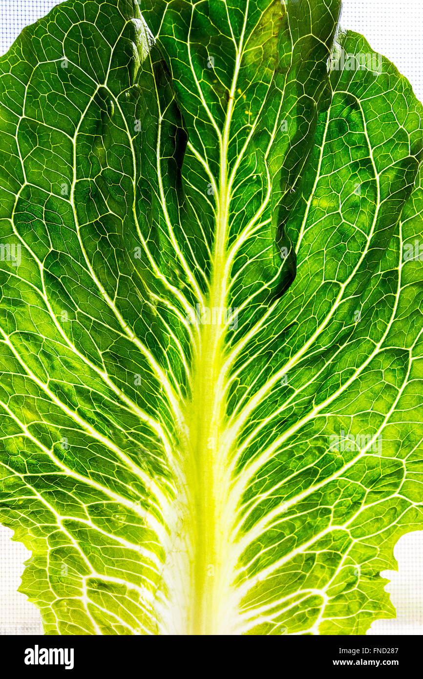 A leaf of Romaine lettuce Stock Photo - Alamy