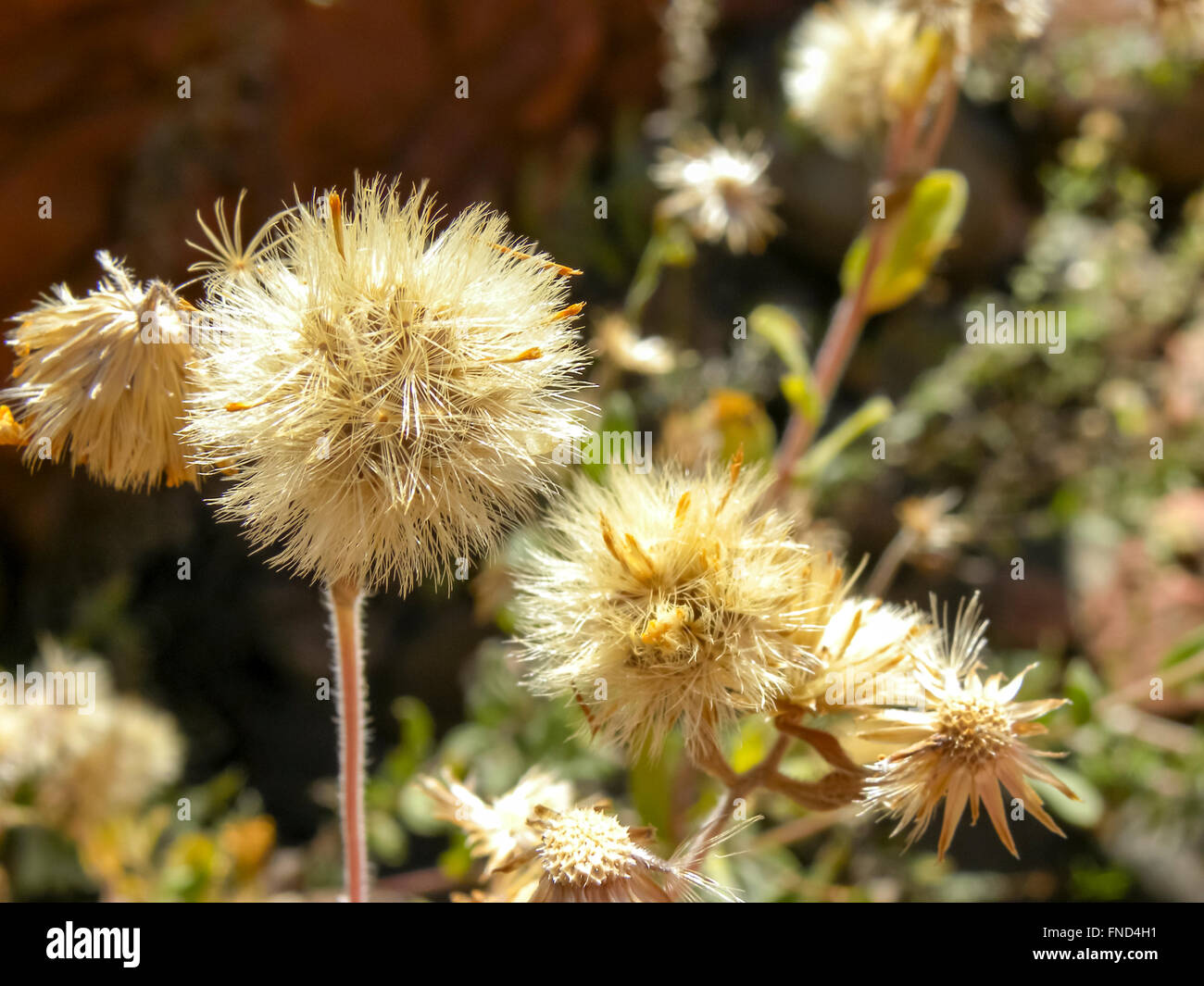 White Fluffy Flower High Resolution Stock Photography and Images - Alamy