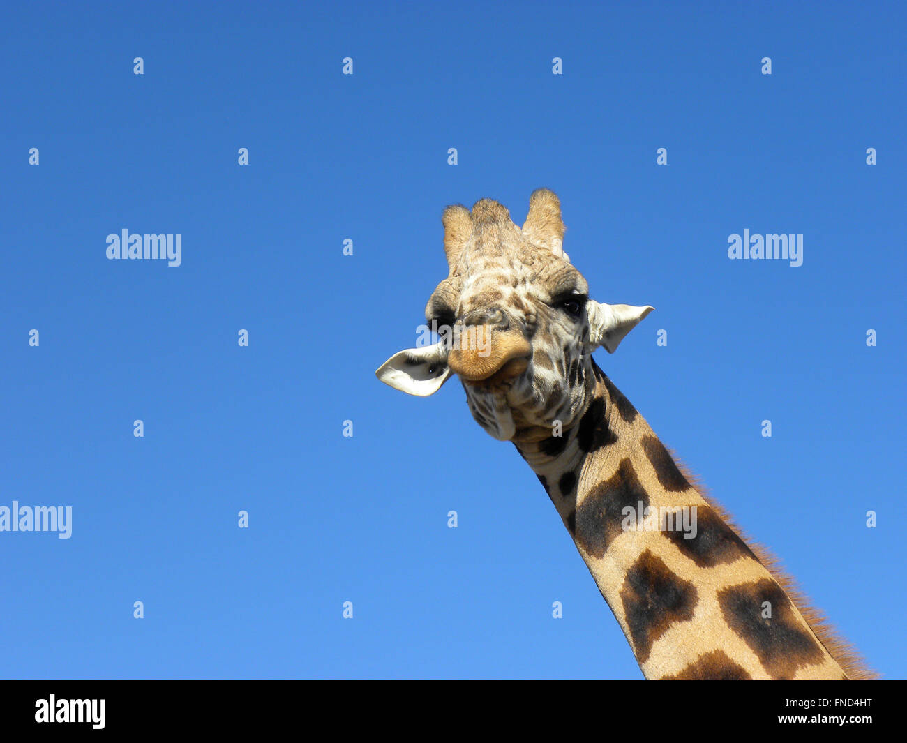 Giraffe against blue sky Stock Photo - Alamy