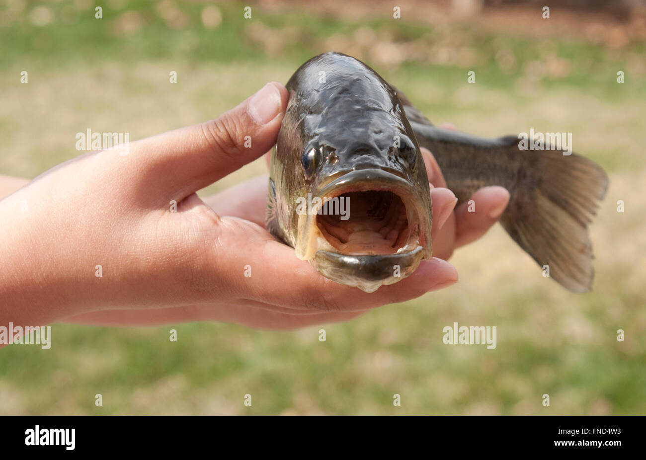Mouth of a Bass Stock Photo - Alamy