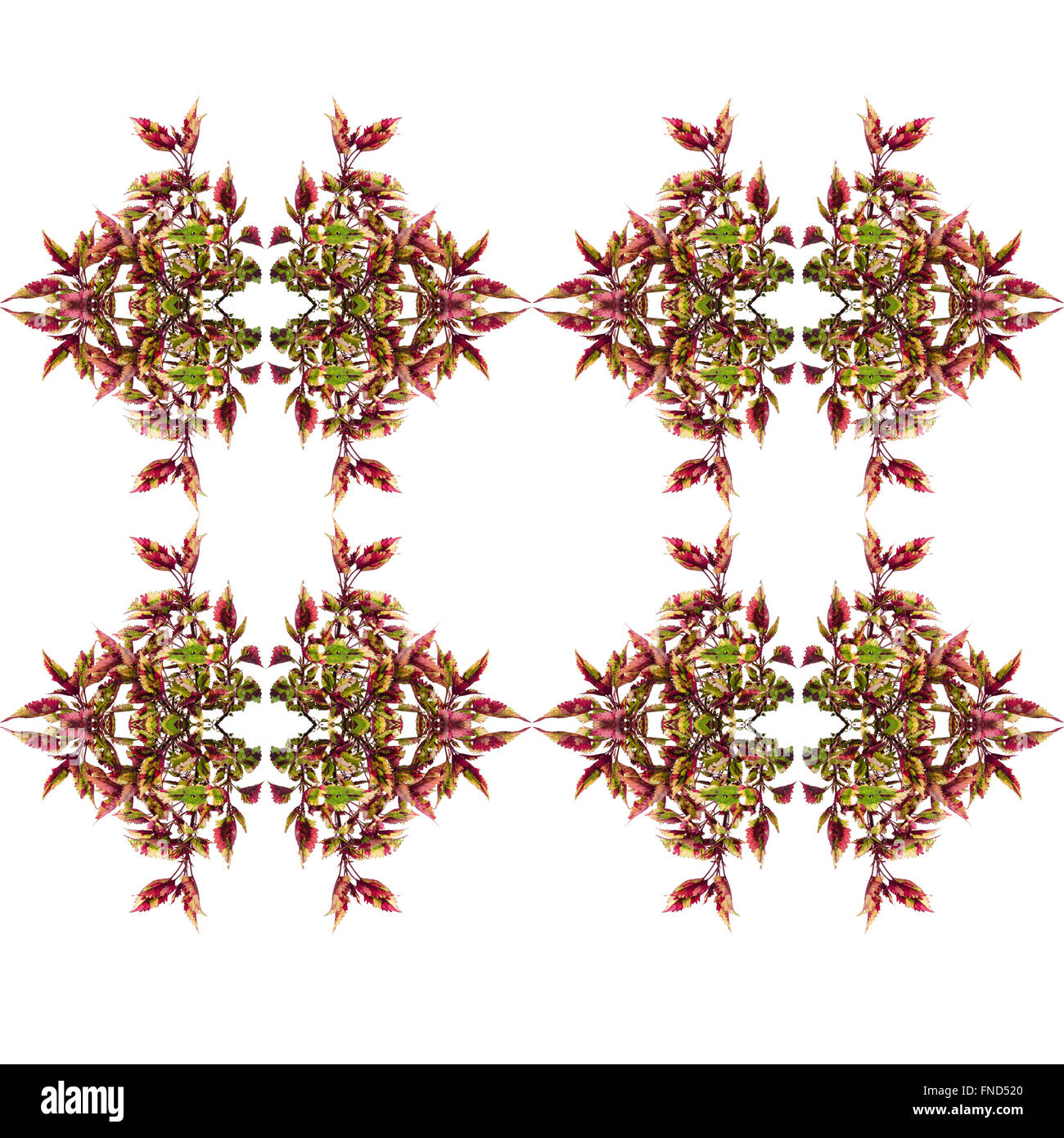 Painted leaves isolated hi-res stock photography and images - Alamy