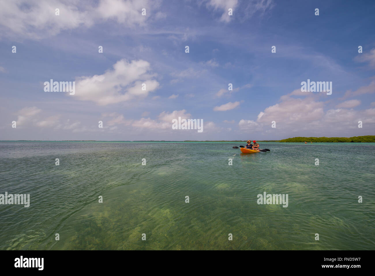 Mangrove forest fish hi-res stock photography and images - Alamy