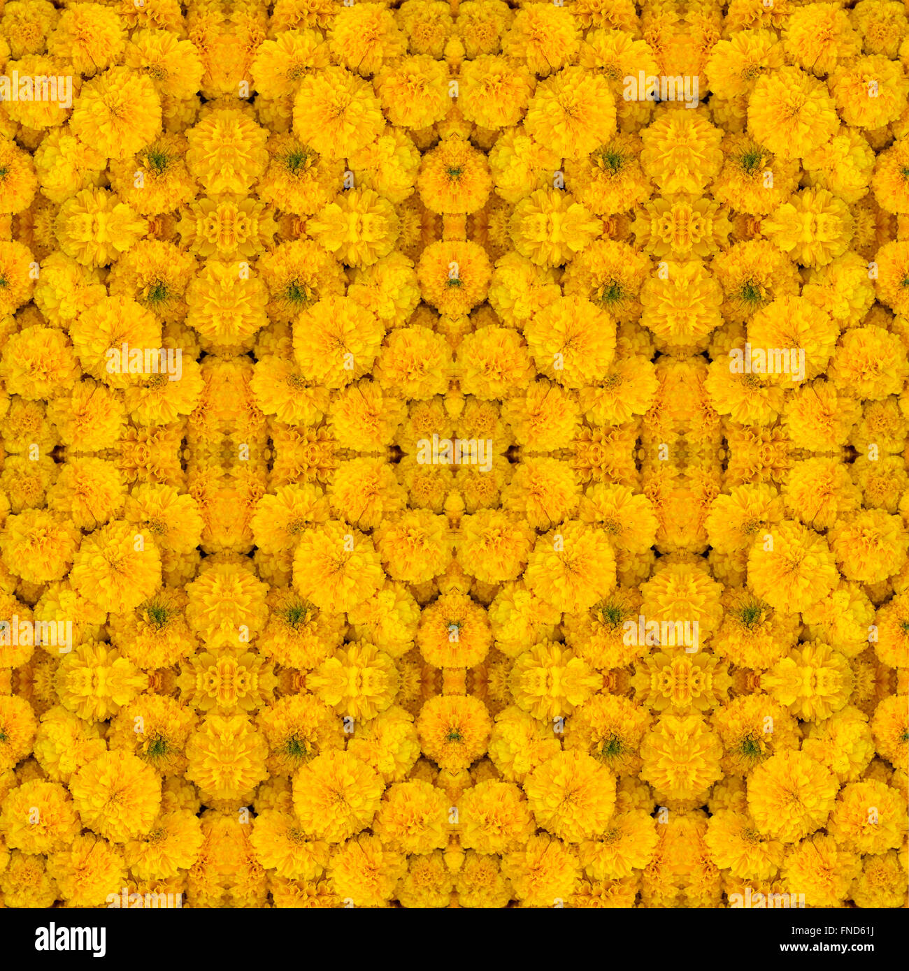 Marigold seamless pattern background Stock Photo - Alamy