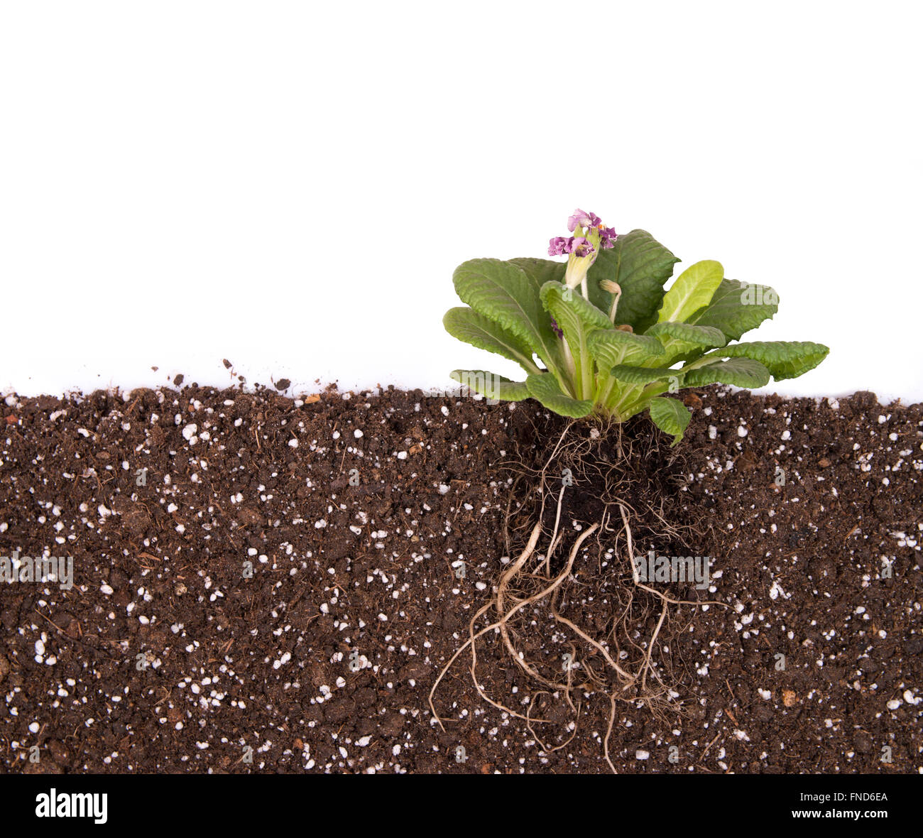 plants and roots Stock Photo - Alamy
